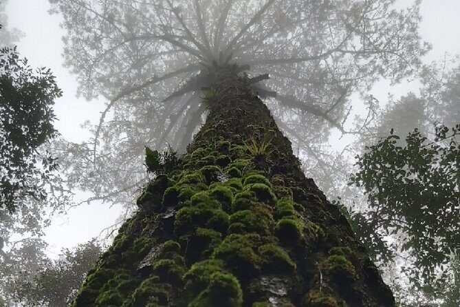 Amazing experience in the mountain of San Jose del Pacifico - Final Thoughts: Is It Worth It?