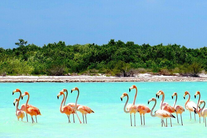 Amazing HOLBOX Full day tour and Cenote swim experience from Cancun! - Who Is This Tour Best For?  