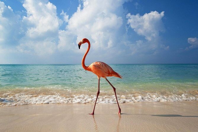 Amazing Isla Holbox Tour Departure from Playa del Carmen - Authentic Insights from Participants