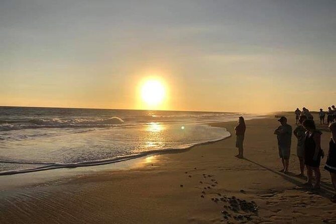 Amazing Turtle Release Tour - Practical Tips for Your Turtle Release Tour