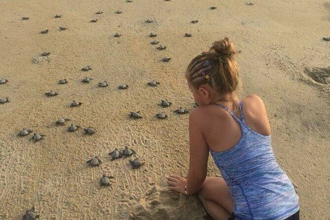 Amazing Turtle Release Tour - The Sum Up