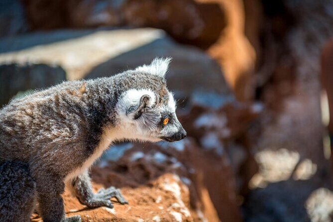Amazonas Park and Glass Bottom Boat Tour - Exploring Crete’s Wild Side: Amazonas Park and Glass Bottom Boat Tour