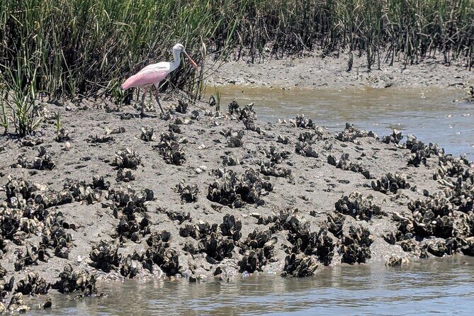 Amelia Island Kayak and Paddleboard Rentals Talbot State Park - FAQ