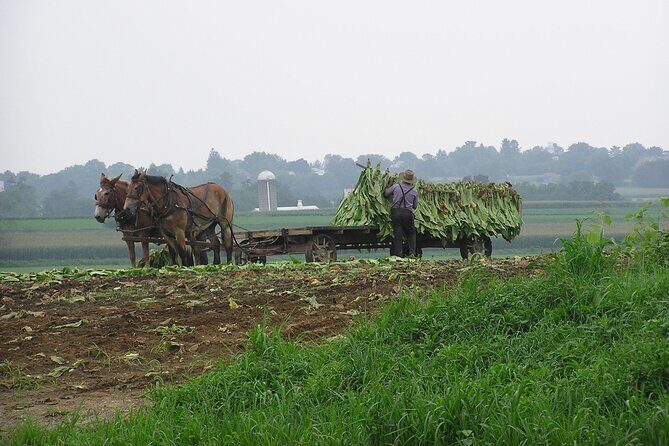 Amish Farmlands Tour - Value & Practical Considerations