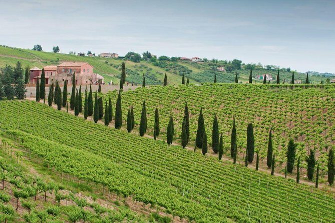 Among ancient sunny vineyards, visit and taste the wines from the San Lorenzo cellar - What to Expect from the San Lorenzo Wine Tour