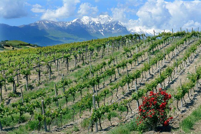 Among ancient sunny vineyards, visit and taste the wines from the San Lorenzo cellar - Authenticity and Value