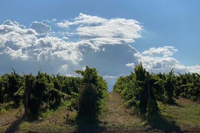 Among ancient sunny vineyards, visit and taste the wines from the San Lorenzo cellar - FAQ