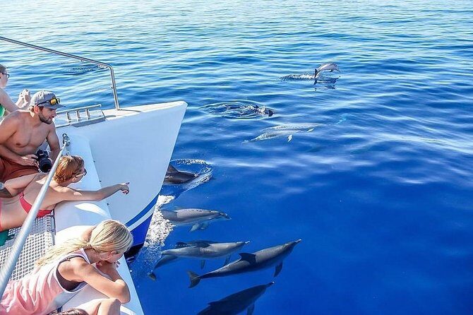 Among Whales Dolphins and Volcanoes Full Day Tour With Lunch - Transportation and Group Size