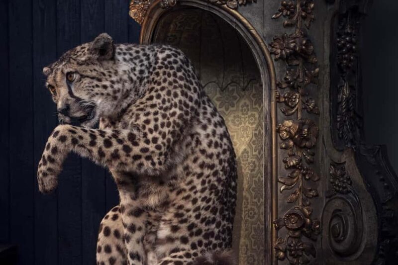 Amsterdam: Art Zoo Museum Entry Ticket in a Canal House - Key Points  