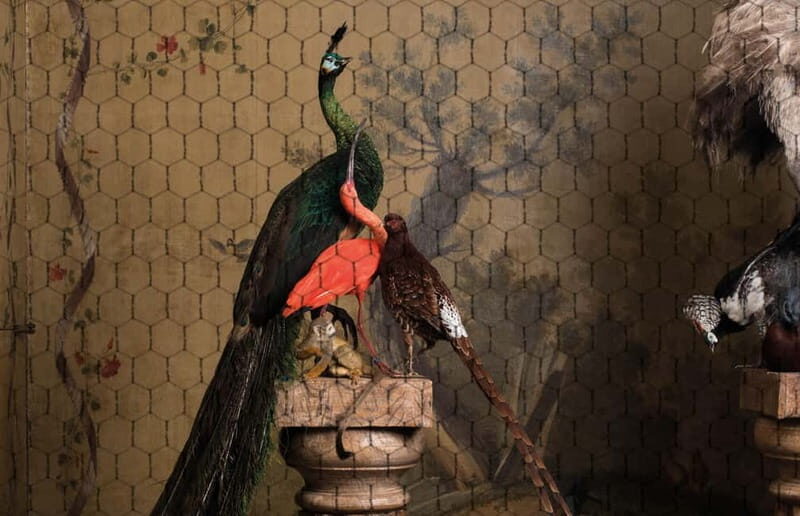 Amsterdam: Art Zoo Museum Entry Ticket in a Canal House - Practical Tips for Visitors