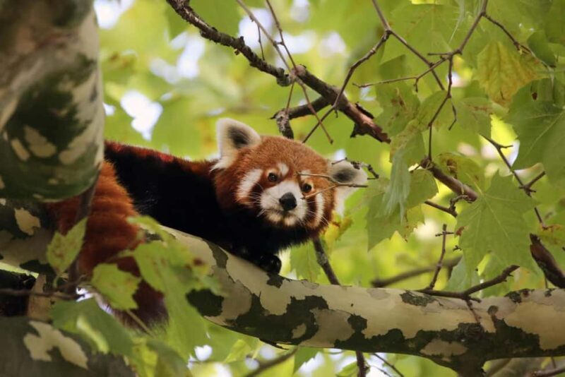 Amsterdam: ARTIS Amsterdam Royal Zoo Entry Ticket - FAQ