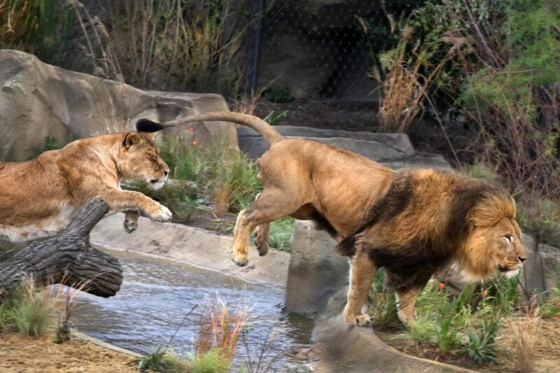 Amsterdam: ARTIS Royal Zoo and ARTIS Groote Museum Ticket - Discovering the Groote Museum