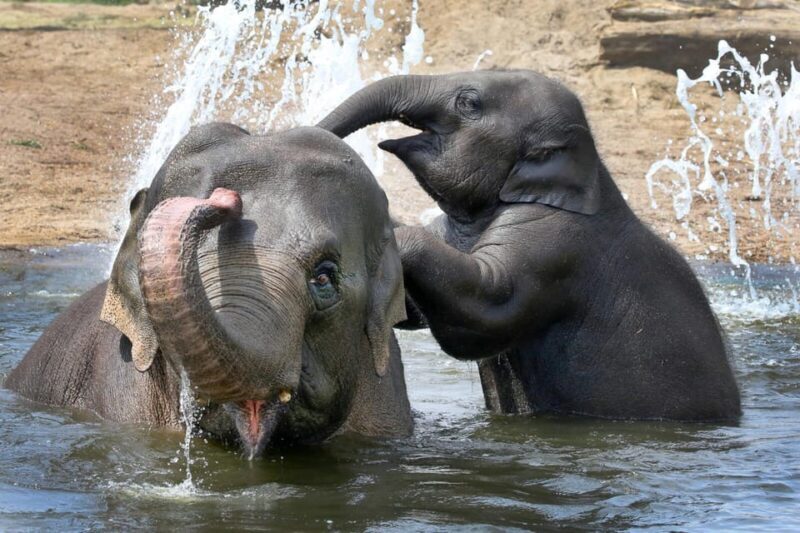 Amsterdam: ARTIS Royal Zoo and ARTIS Groote Museum Ticket - Final Thoughts: Who Is This Experience Best For?