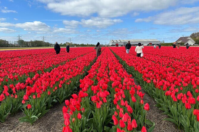 Amsterdam: Day trip to Tulip Farm, Keukenhof + Windmill Cruise - Authentic Experiences and Hidden Gems