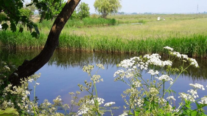 Amsterdam: Dutch Countryside Sunset Canoe Tour - The Picnic and Lake Swim