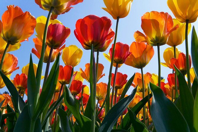 Amsterdam: Half Day Guided Keukenhof Tulip Garden Tour - FAQ
