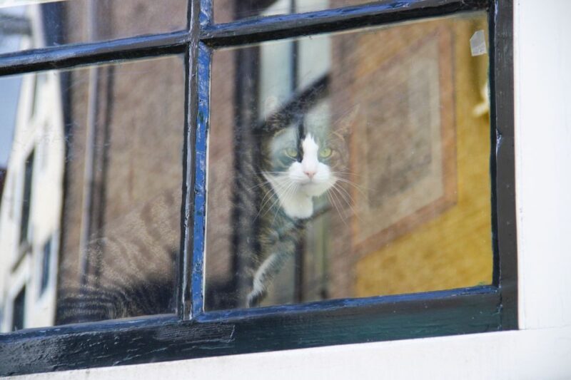 Amsterdam: Jordaan District Tour with a German guide - Stops at Noorderkerk & Het Papeneiland