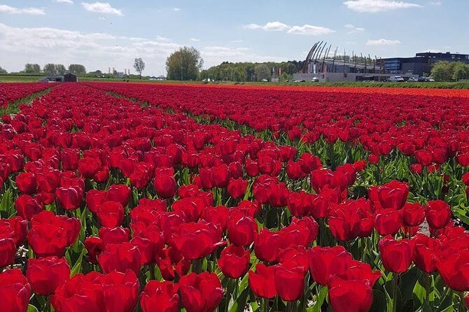 Amsterdam : Keukenhof FlowerFarm Privatetour Skip-The-Line ticket - Key Points