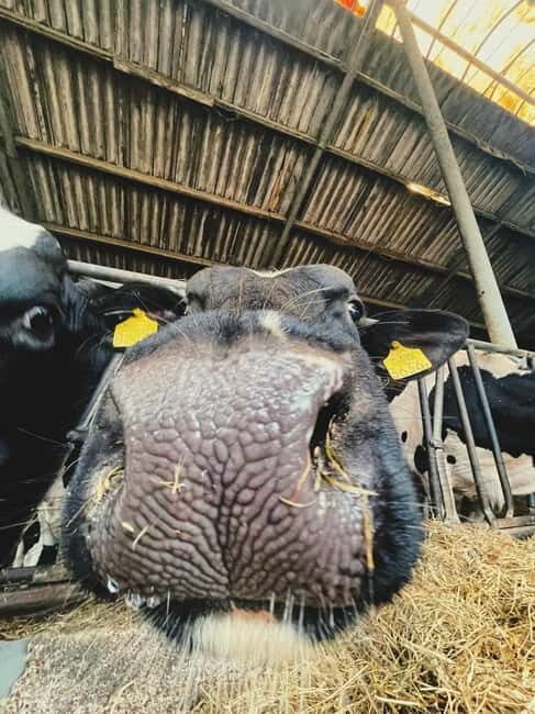 Amsterdam: Leisurely Windmill & Countryside Bike Ride - Who Will Love This Experience?