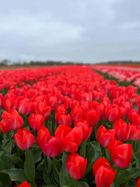 Amsterdam: Private Keukenhof and Free Tulip Tour - The Sum Up