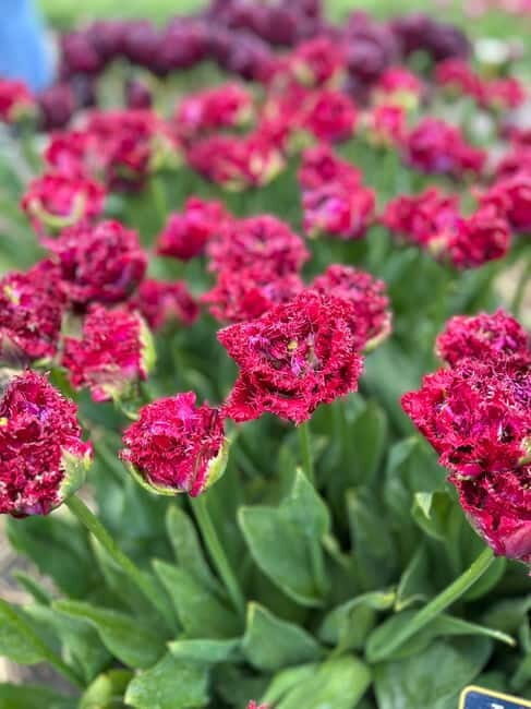 Amsterdam: Private Keukenhof and Free Tulip Tour - FAQ