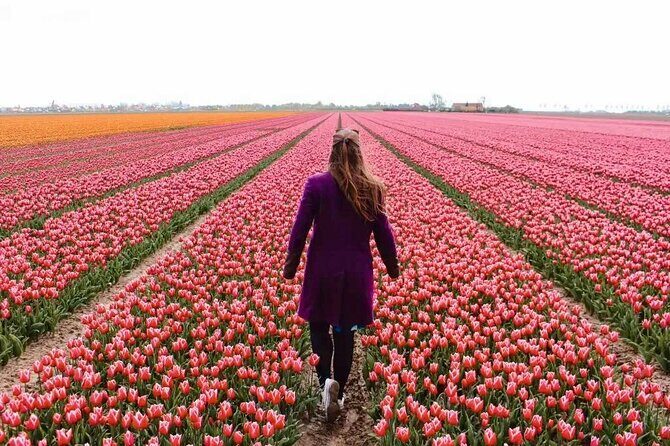 Amsterdam Private Tour to Keukenhof, Tulip Fields and Windmills - Key Points