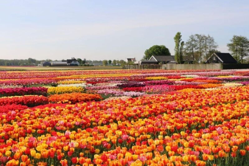 Amsterdam: Private tour Tulips, Keukenhof, Windmill & Cheese - Practical Tips for the Tour