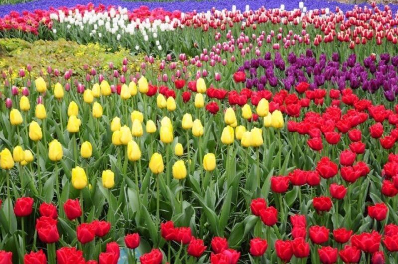 Amsterdam: Private tour Tulips, Keukenhof, Windmill & Cheese - Frequently Asked Questions