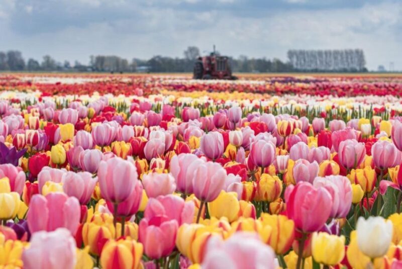 Amsterdam: Private tour Tulips, Keukenhof, Windmill & Cheese - Final Thoughts