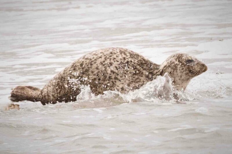 Amsterdam: Seal Safari at Waddensea UNESCO Site - Amsterdam: Seal Safari at Waddensea UNESCO Site – An Authentic Wildlife & Cultural Escape