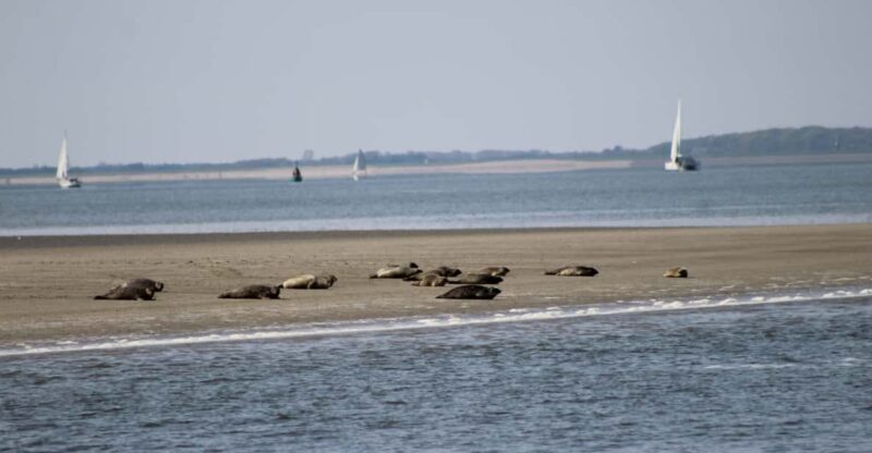 Amsterdam: Seal Safari at Waddensea UNESCO Site - Overview of the Seal Safari Experience