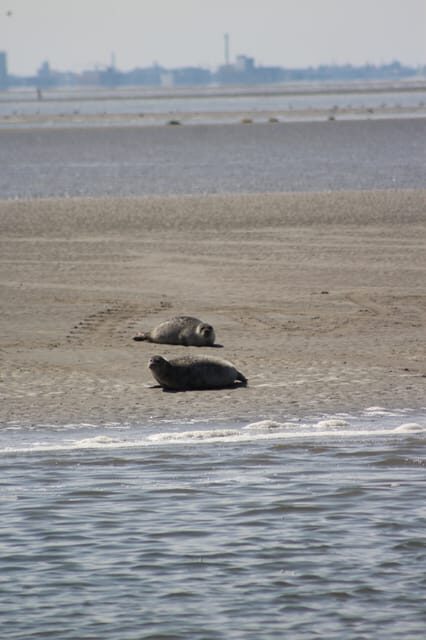 Amsterdam: Seal Safari at Waddensea UNESCO Site - What’s Included & What’s Not