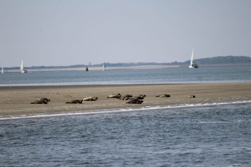 Amsterdam: Seal Safari at Waddensea UNESCO Site - The Experience from Real Travelers’ Perspectives