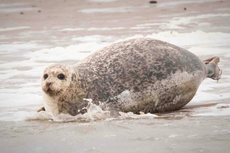 Amsterdam: Seal Safari at Waddensea UNESCO Site - The Practical Side: Value and Considerations