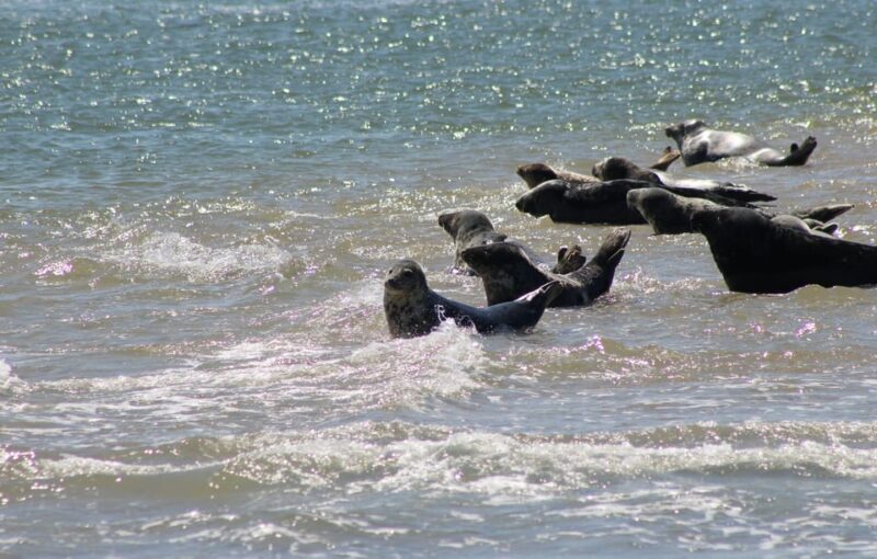 Amsterdam: Seal Safari at Waddensea UNESCO Site - Who Would Love This Tour?
