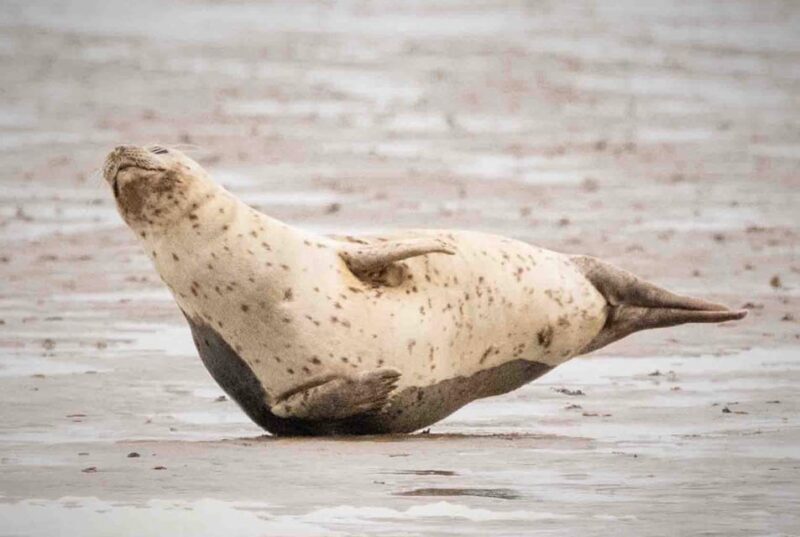 Amsterdam: Seal Safari at Waddensea UNESCO Site - FAQ