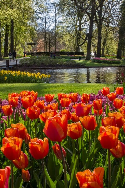 Amsterdam: Tour to Keukenhof Gardens with Windmill Cruise - Final Thoughts on the Keukenhof & Windmill Cruise Tour