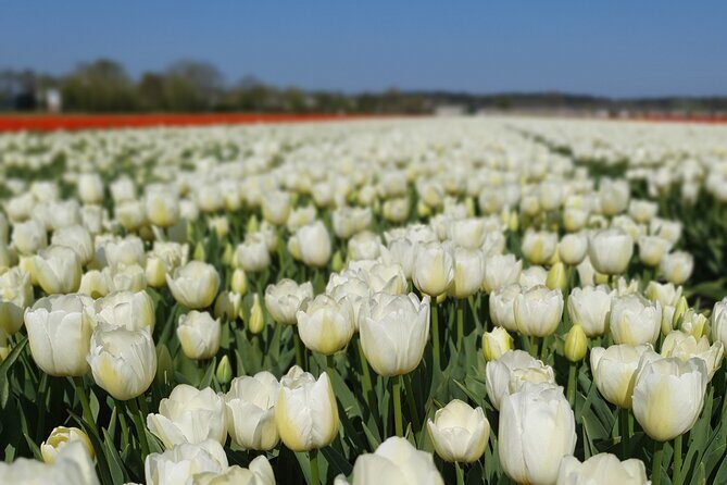 Amsterdam TulipFields of Holland Tour - An In-Depth Look at the Tulip Fields of Holland Tour