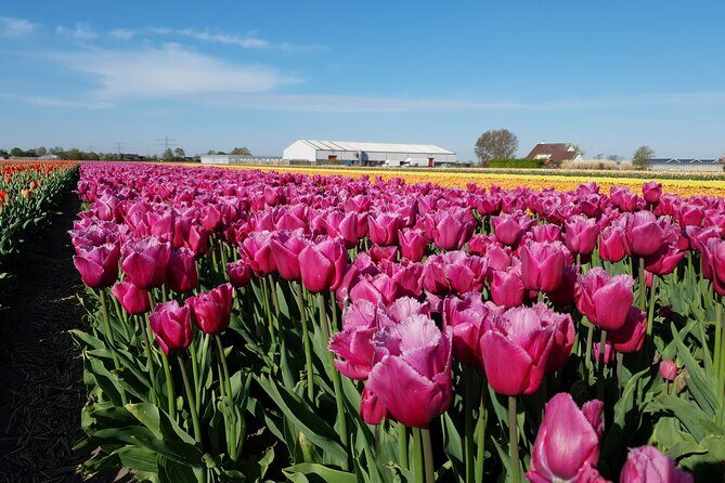 Amsterdam TulipFields of Holland Tour - Who Is This Tour Best For?