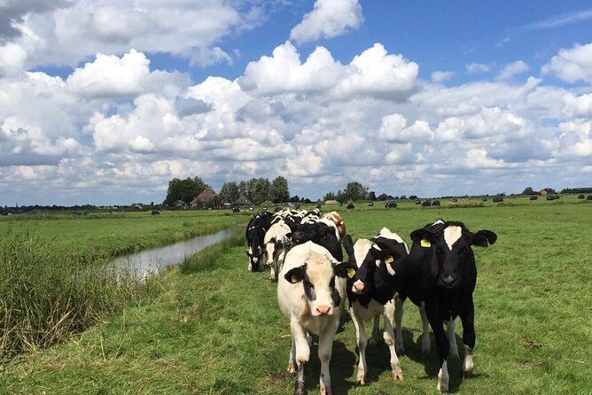Amsterdam's Countryside Half-Day Bike Tour in Small Group - The Itinerary in Detail