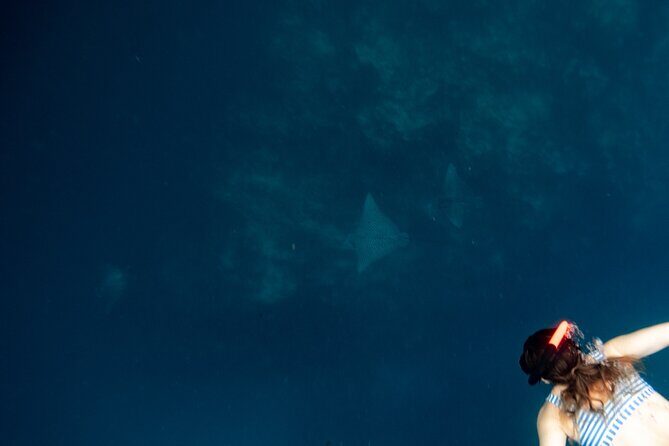 An Eagle Ray and Turtle Tour-Small Groups & Photography Included - Logistics and Practicalities