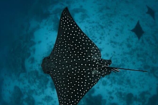 An Eagle Ray and Turtle Tour-Small Groups & Photography Included - Review Insights and Real Experiences