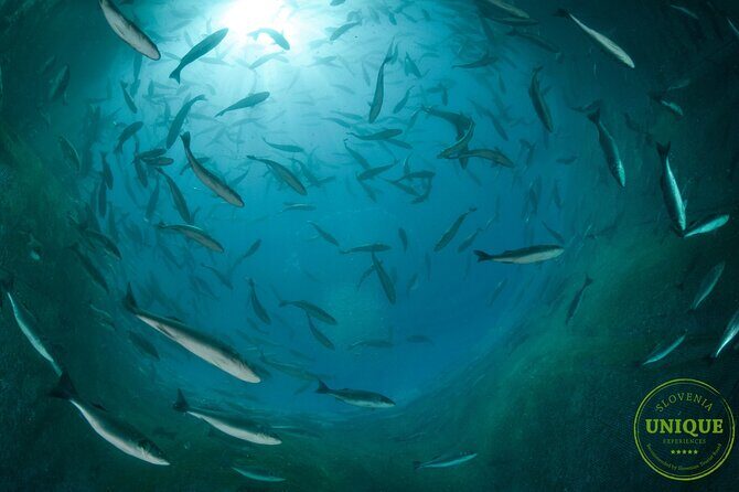 An Unforgettable Day With Fish, Wine and Olive Oil Tasting - Frequently Asked Questions