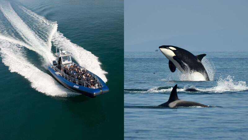 Anacortes: Whale Watching Adventure Tour Near Seattle - The Experience: What to Expect on This Whale Watching Tour