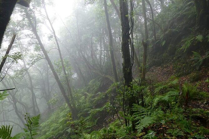 ANAGA: VIP tour: Forests, Peaks and Sea. - Key Points