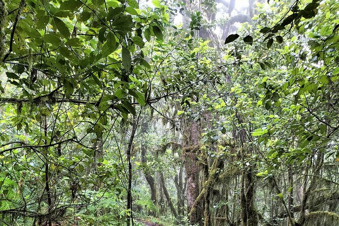 ANAGA: VIP tour: Forests, Peaks and Sea. - FAQ