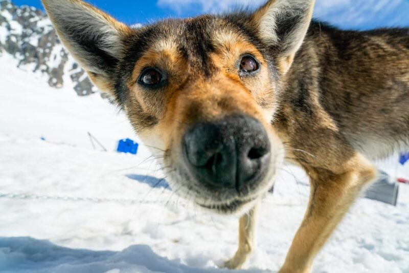 Anchorage Area: Helicopter and Glacier Dogsled Tour - Frequently Asked Questions
