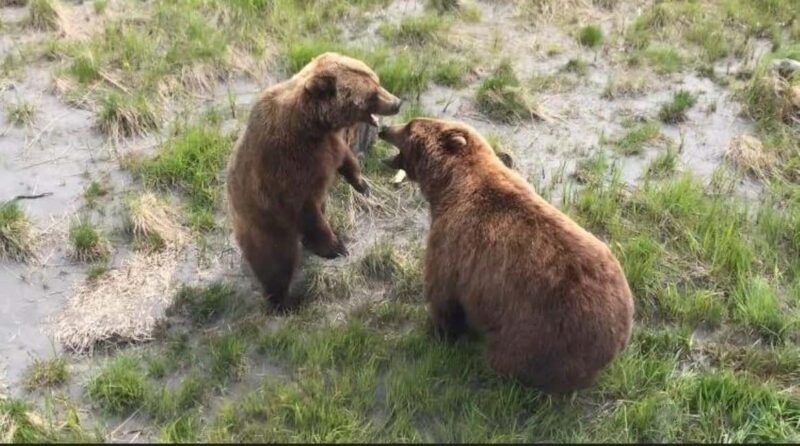 Anchorage: Bears, Beers, and Glacier Tour - Who Will Love This Tour?