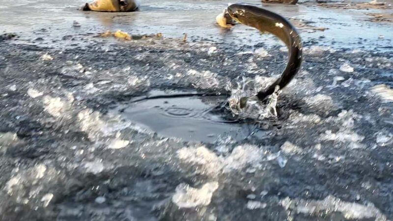 Anchorage: Ice Fishing Trip With Transportation - Duration and Flexibility