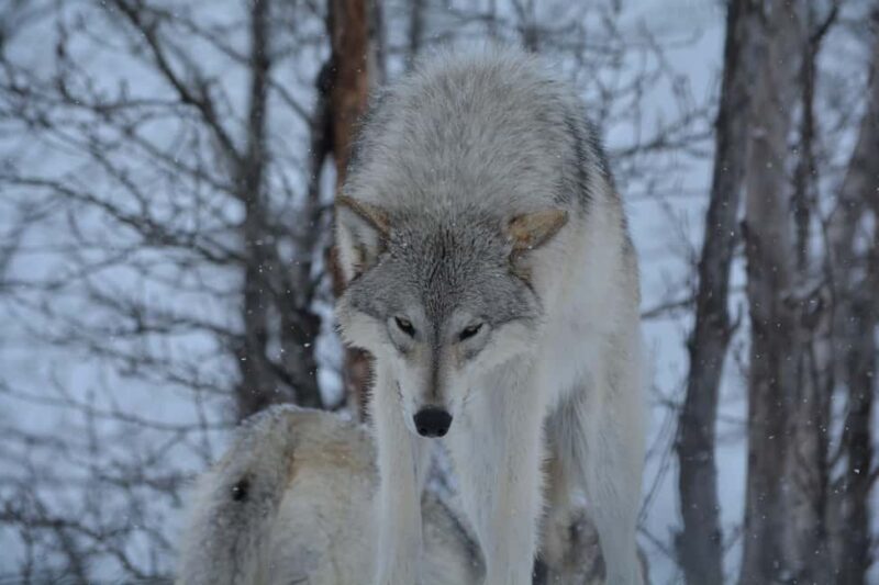 Anchorage: Turnagain Arm Scenic Winter Tour with a Guide - Practical Details and Value